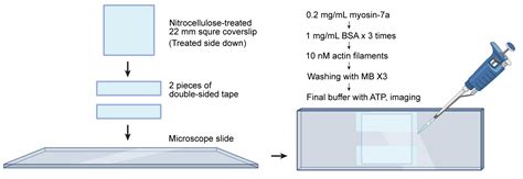 Multibac System Based Purification And Biophysical Characterization Of