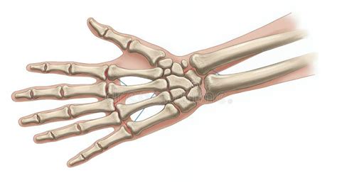 Human Hand Skeletal Structure Including Wrist And Finger Bones Stock