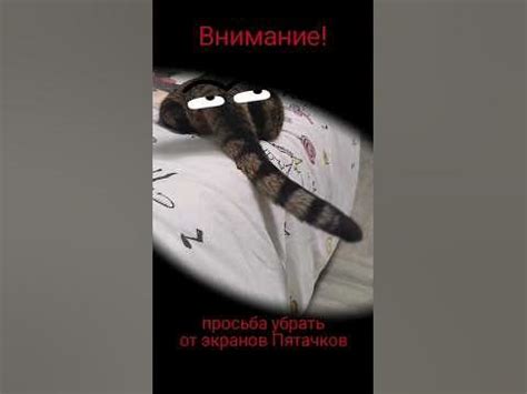 слонопотам 🙀 - YouTube
