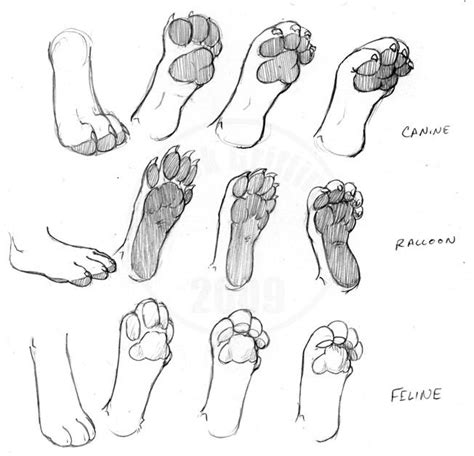Thefurryartacademy “ Footpaws Tutorial Guide ” Bocetos Bocetos De