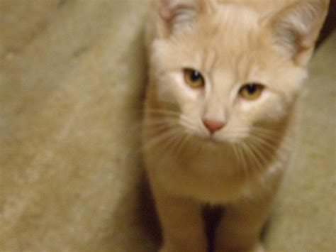 Adopt Timothytiny Tim On Petfinder