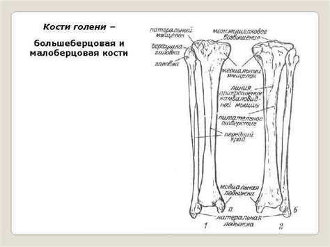 Кости голени рисунок 46 фото