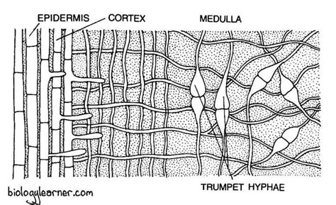 Laminaria Features Occurrence Structure Reproduction