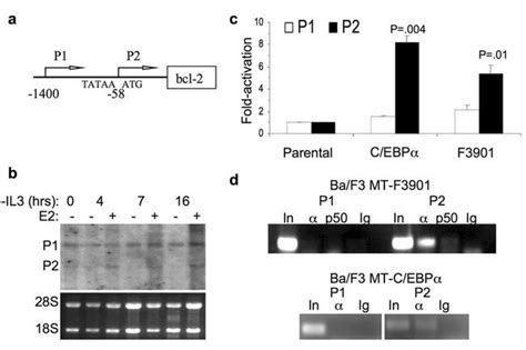 C Ebp Alpha Monoclonal Antibody 15c8 Ma1 825