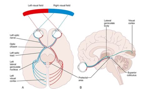 Visual System Flashcards Quizlet