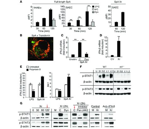 Figure Spa Is Internalized And Induces Type 1 Ifn Signaling In Airway