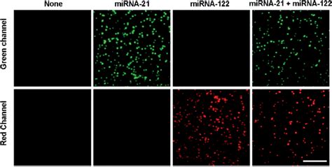 Simultaneous Detection Of Multiple Mirnas By The Single Molecule Download Scientific Diagram