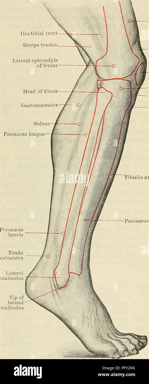Anatomía De La Superficie De La Tuberosidad Tibial