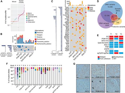 Mutational Profiles Of Mouse Liver Tumors A Mutational Burden Of