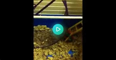 cute rat playing fetch on imgur