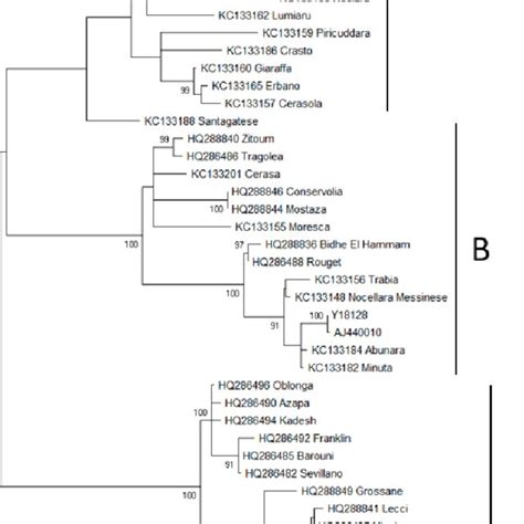 Evolutionary Analyses Conducted By Mega X Using Nucleotide Sequences Of