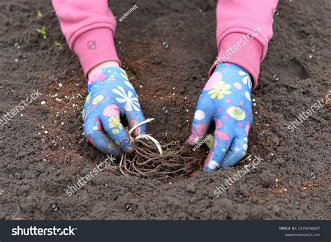 Reproduccion Por Rizomas En Plantas Over 161 Royalty Free Licensable