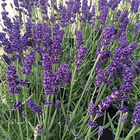 Лаванда Хидкот (Hidcote): описание узколистного сорта, посадка и уход ...