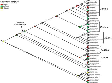 Maximum Likelihood Ancestral State Reconstruction Of Sporoderm