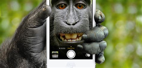 If A Monkey Takes A Selfie With Your Camera Peta May Sue You Pics