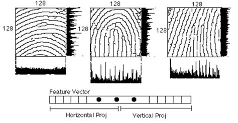 Projections Of Various Subsections Of The Binary Skeleton Image Download Scientific Diagram