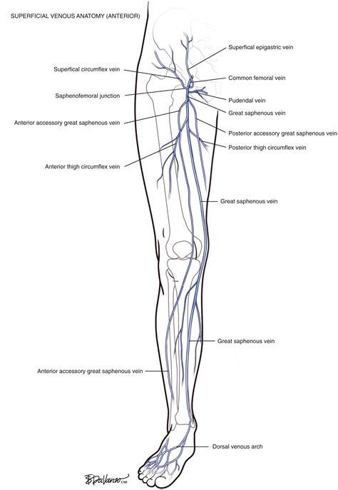Venous Anatomy Clinical Tree