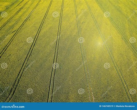Aerial Photo Of Yellow Oilseed Field Stock Image Image Of Balloon