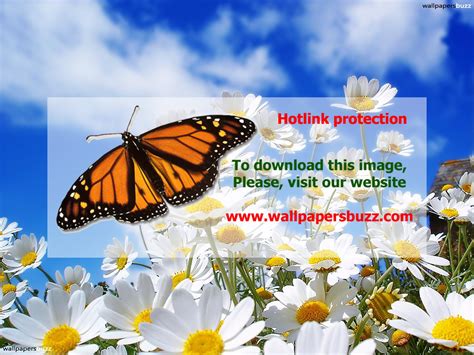 Chamomile Wallpaper 1600x1200 4860