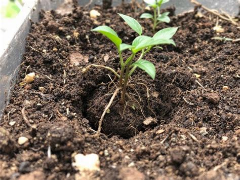 Root Rot 3 Steps To Identify Prevent And Treat In Indoor Plants