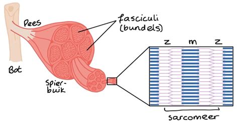 Actine En Myosine Juf Danielle