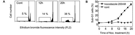 Nocodazole Induced G2 M Cell Cycle Block And Apoptotic Dna