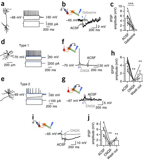 Mesocortical Mbdns In Control Mice Inhibited Mpfc Pyramidal Cells Via