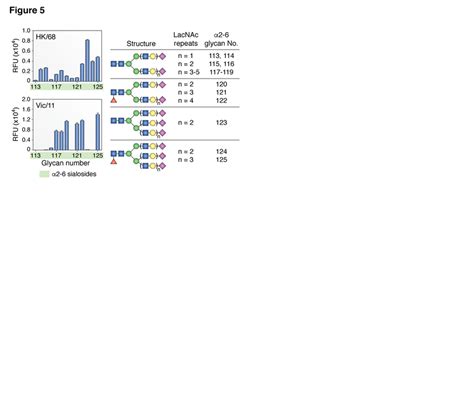 length selective binding of contemporary human h3n2 viruses glycan