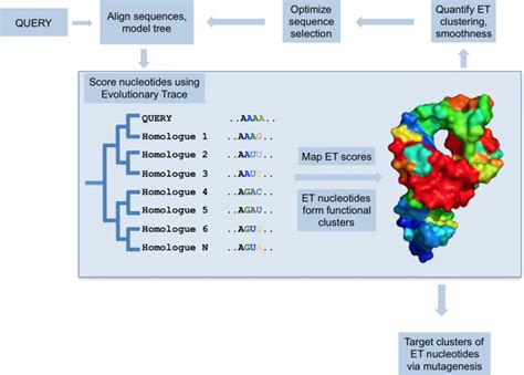 Predicting Critical Catalytic Residues Through Evolutionary Trace Cd