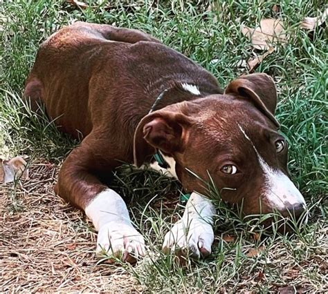 Pointer Pitbull Mix German Short Haired Puppies And More