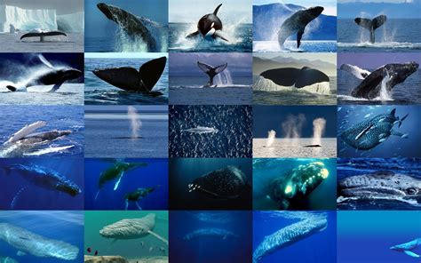 T L Charger Fonds D Cran Baleines Gratuitement