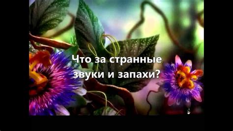 Рангила Всегда рядом - YouTube