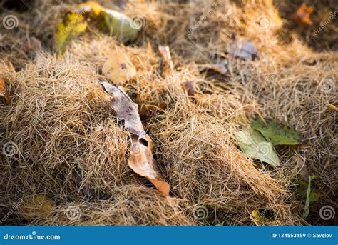 Mowed Dry Grass Stock Image Image Of Natural Fresh 134553159