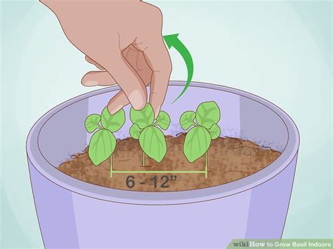 How To Grow Basil Indoors With Pictures Wikihow