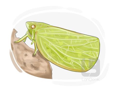 Definition And Meaning Of Plant Hopper Langeek