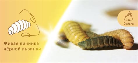 Живая личинка черной львинки - Диптера