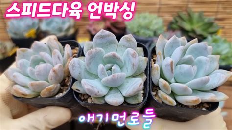 스피드다육 예쁜 신상들 언박싱💕 핑크마녀 먼로들 환엽쥬피터금 등💕 스피드다육 010 5248 5955 Youtube