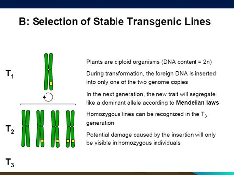 Transformasi Genetik Pada Tanaman Bioteknologi Pertanianppt