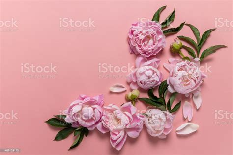 분홍색 모란 꽃의 프레임 화환은 분홍색 배경에 텍스트를 위한 복사 공간이 있습니다 평평한 위치 평면도 0명에 대한 스톡 사진 및 기타 이미지 Istock