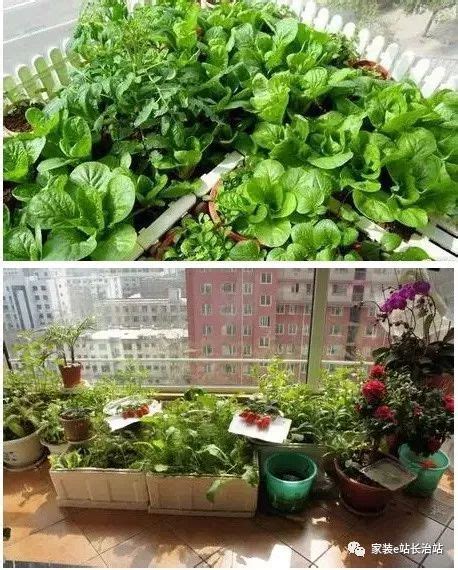 装修知识 ∣ 有哪些是在家里漂亮又好养的植物？