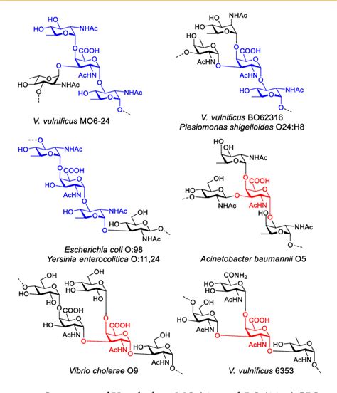 Figure 1 From Total Synthesis Of The Tetrasaccharide Haptens Of Vibrio
