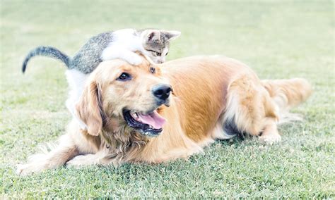 Blog Humane Society Of Tampa Bay