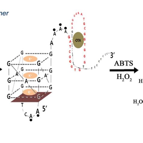 A Schematic Cartoon Showing Ota Induced Hybridization Chain Reaction Download Scientific