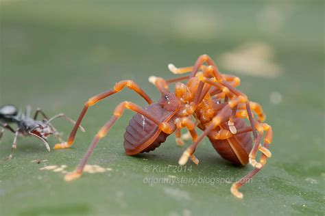 Harvestman Sex Mg 4106 Copy By Orionmystery On Deviantart