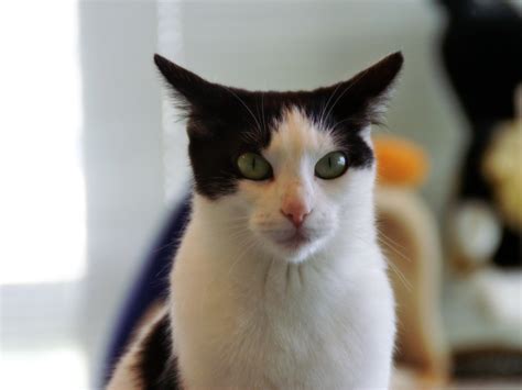猫｜無料写真素材ならフリー素材タウン