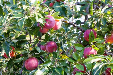 Puiet De Măr Idared Pom Fructifer Măr Cu Fructe Zemoase Acrisoare Yurta