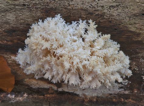 Hericium Coralloides Sociedad Micológica Barakaldo