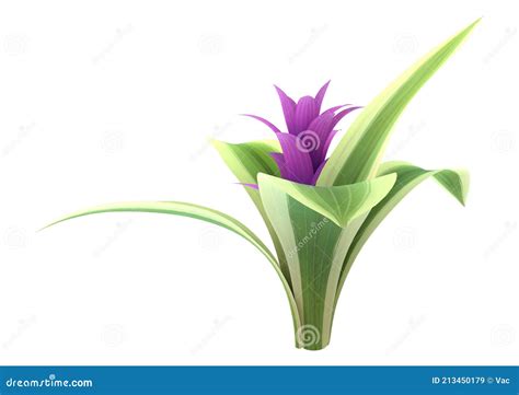 3d Rendering Bromeliad Plant On White Stock Illustration Illustration