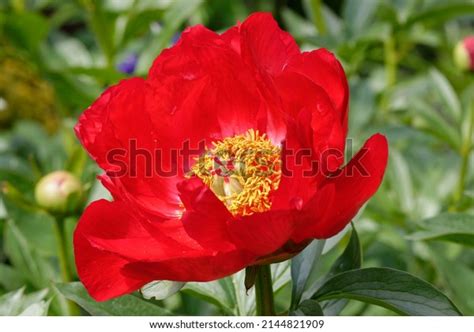 420 Burma Ruby Images Stock Photos Vectors Shutterstock