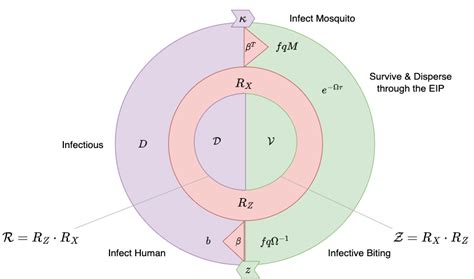 A Spatial Life Cycle Model A Diagram That Illustrates How The